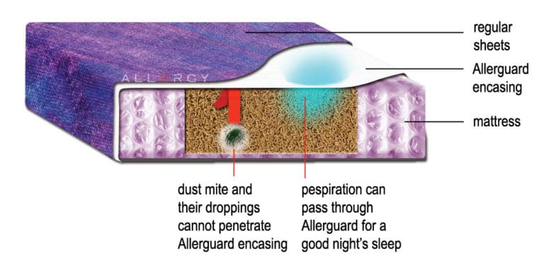 How to Choose the Correct Anti-Dust Mite Cover - SkinshareSG